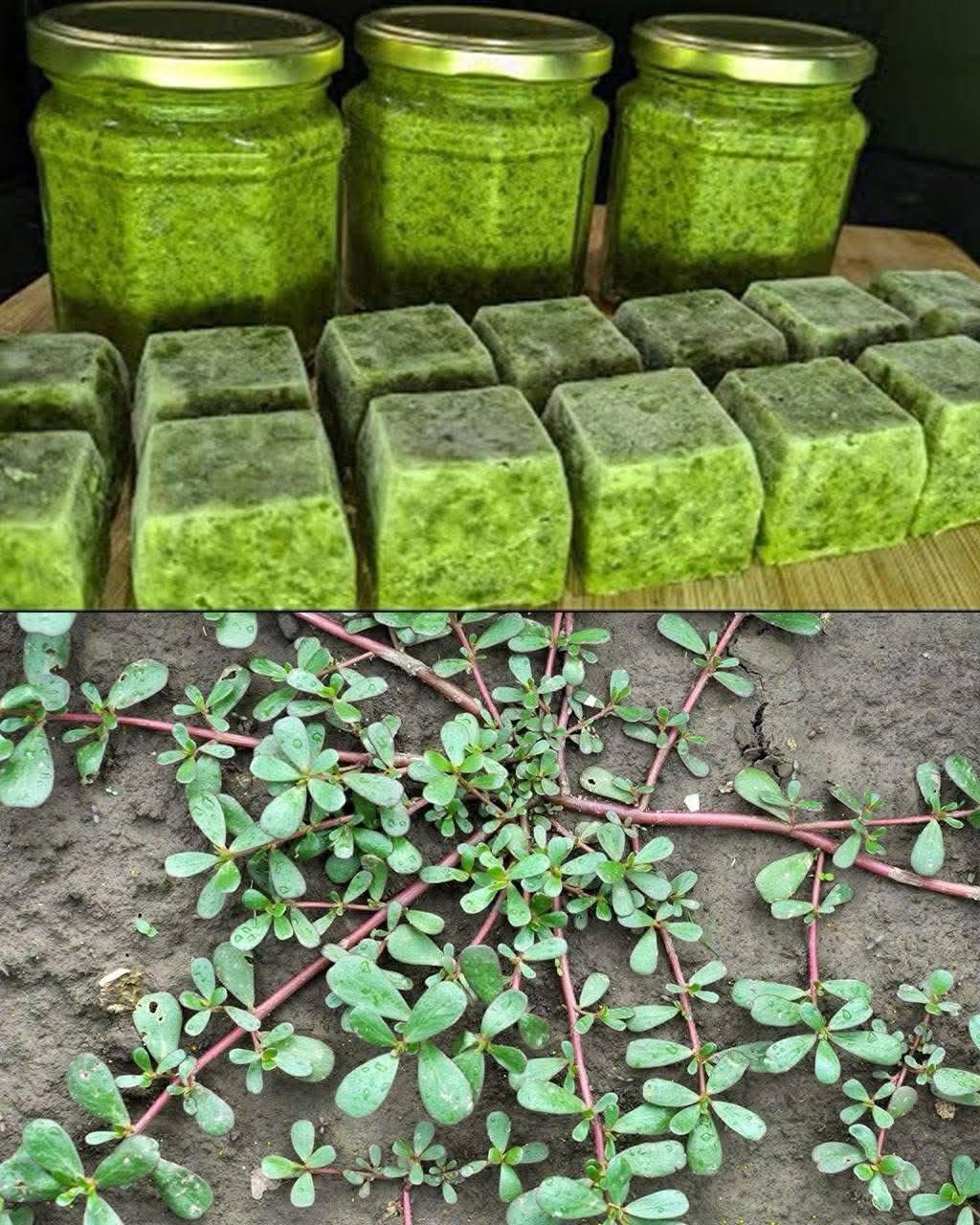 What Happens to Your Body When You Eat Purslane Every Day — Especially ...